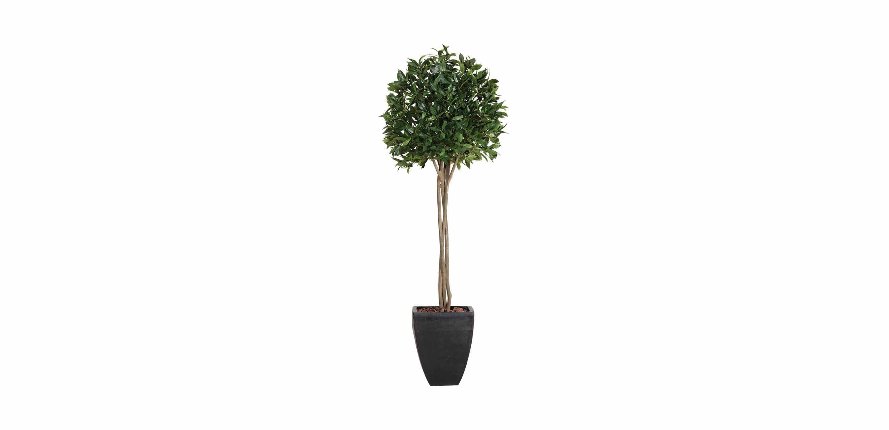 Bayleaf Topiary - Ethan Allen
